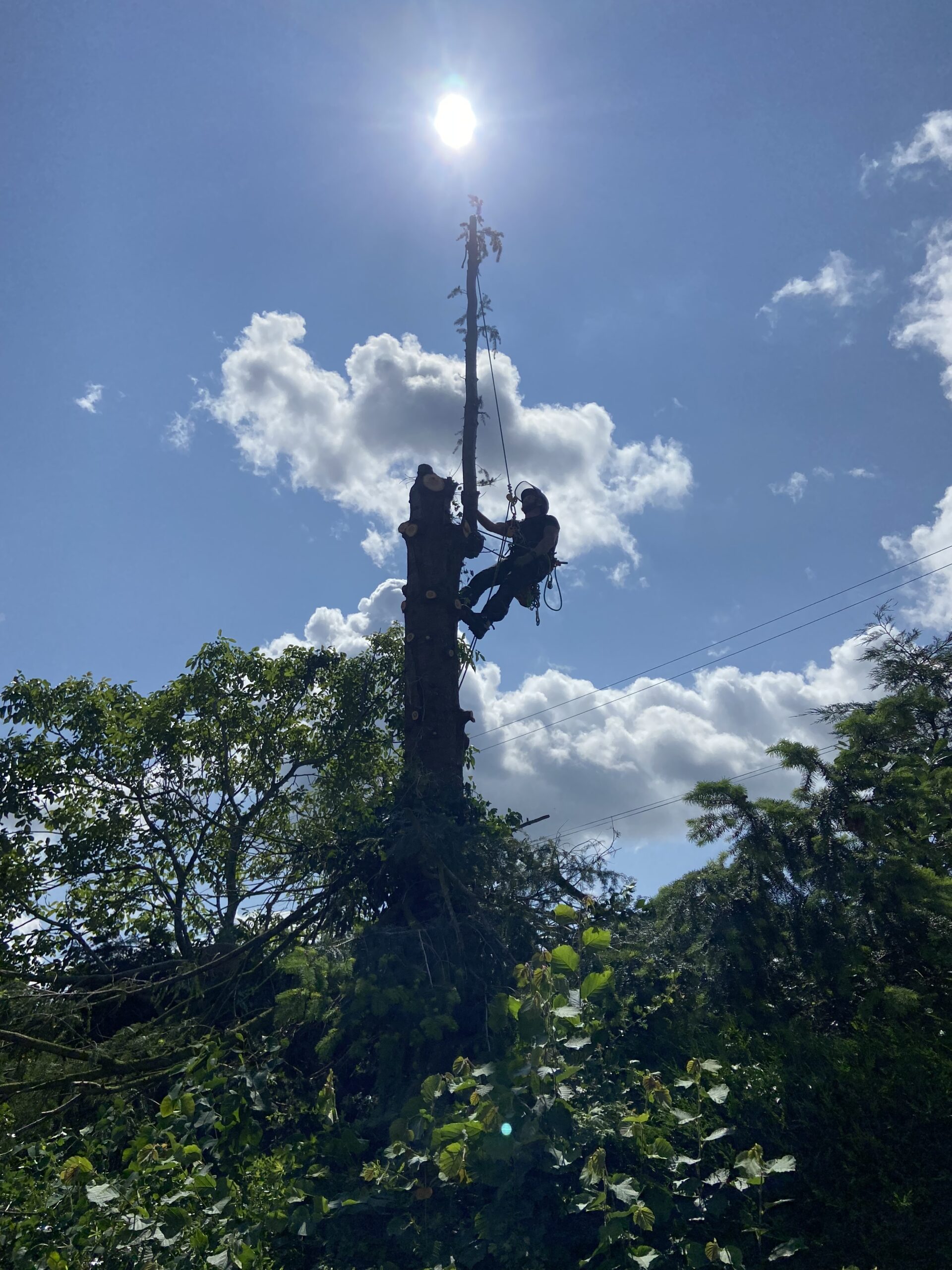Valhalla Tree Surgery – The Midlands No.1 Tree Surgeon